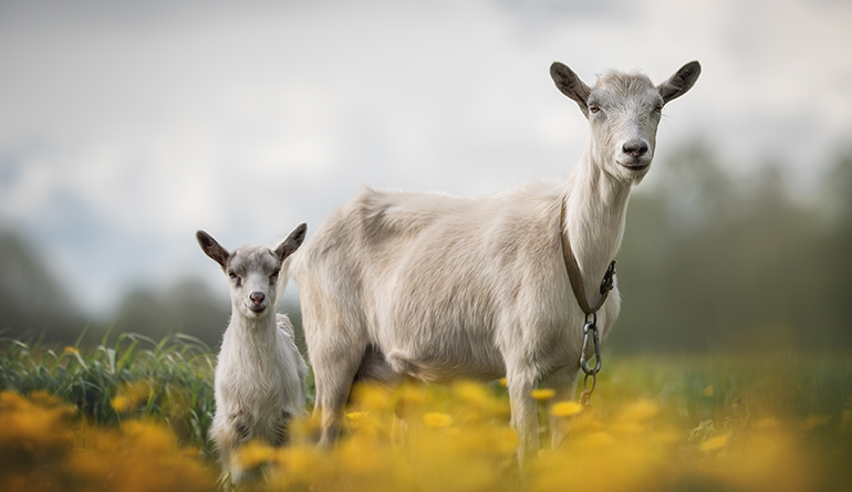 The Two Goats of the Day of Atonement | LCG Article | Living Church of God