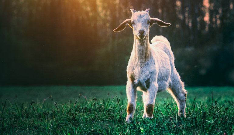 The Sacrifices of the Day of Atonement and God’s Holy Days | LCG ...